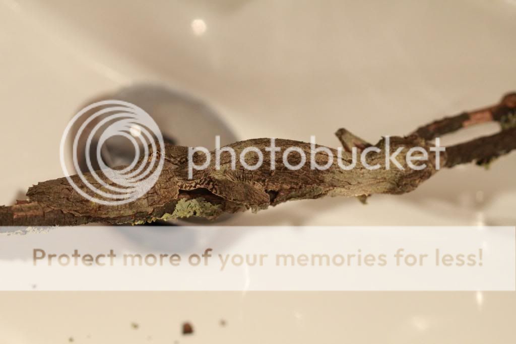 Scotland - A few geckos for sale | Reptile Forums